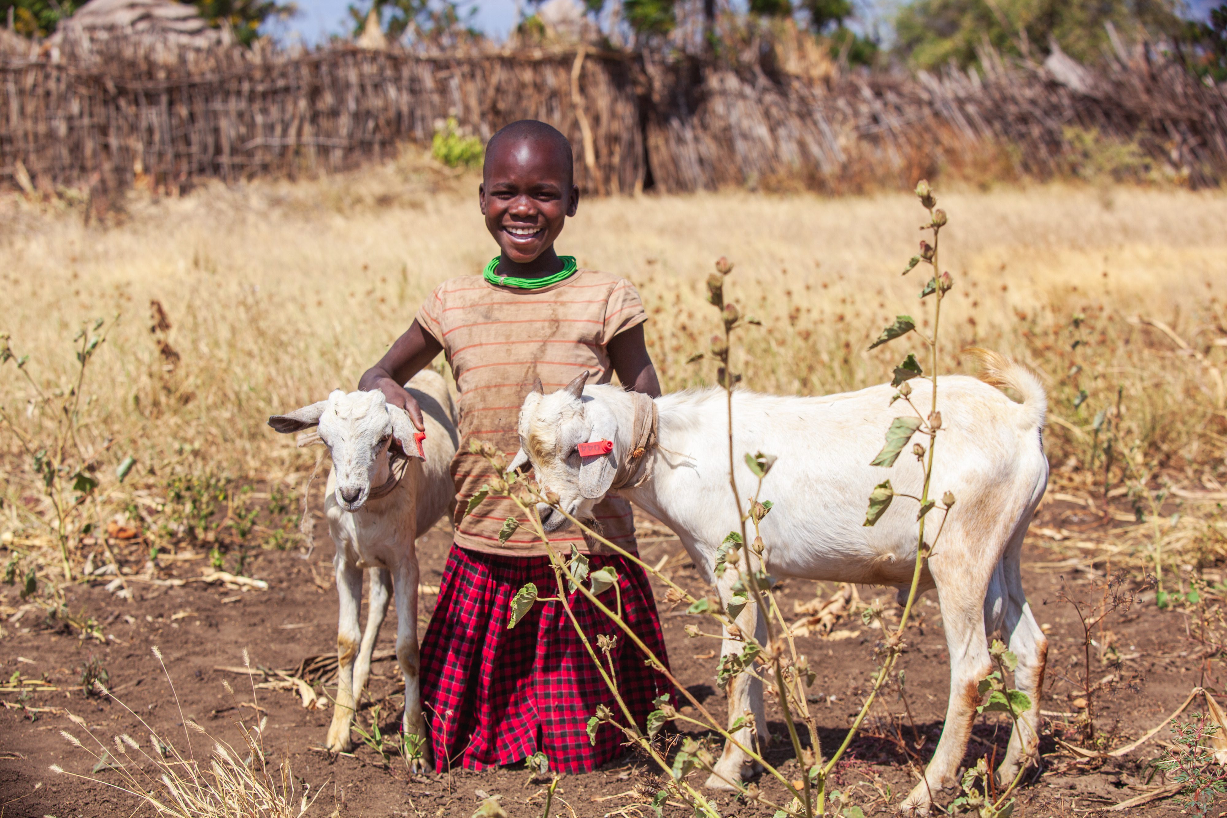 Uganda: Curbing hunger with goats | Save the Children Switzerland